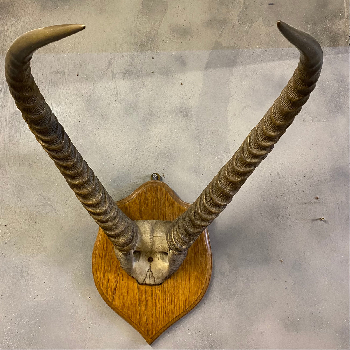 Springbok Horns Large – Pool Bank Interiors